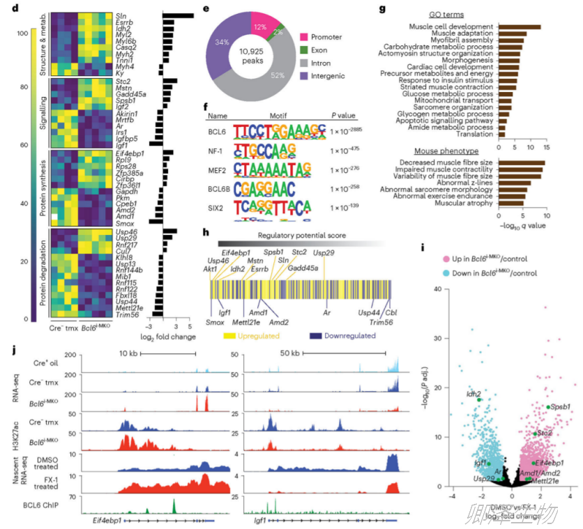 Nat Metab. | Ribo-seq技术助力揭示BCL6在骨骼肌中的新作用-公司新闻-广州卿泽生物科技有限公司