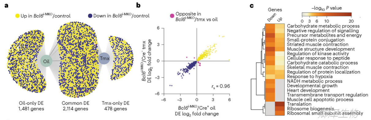 Nat Metab. | Ribo-seq技术助力揭示BCL6在骨骼肌中的新作用-公司新闻-广州卿泽生物科技有限公司