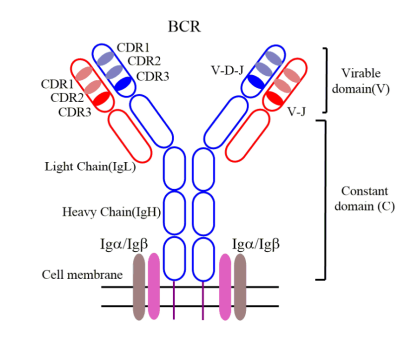 史上最全解析 | BCR测序与应用指导-公司新闻-杭州艾沐蒽生物科技有限公司