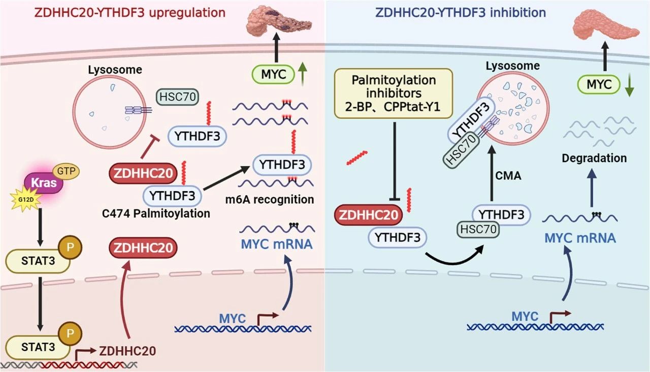 Cell Metab/Gut/Nat Commun等顶刊5连发！一文速get2024国人发的高分肿瘤领域棕榈酰化佳作-公司新闻-上海中科新生命 ...
