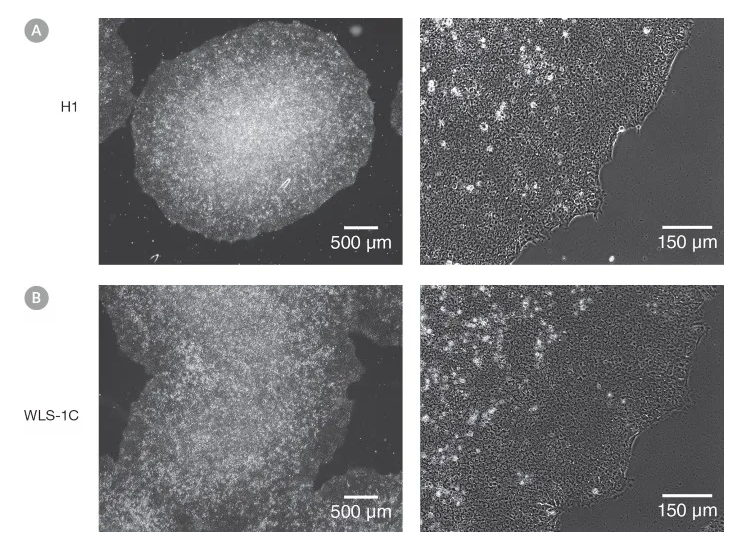 mTeSR1 Complete Kit 人ES/iPS胚胎干细胞培养基价格_品牌:STEMCELL Technologies-丁香通