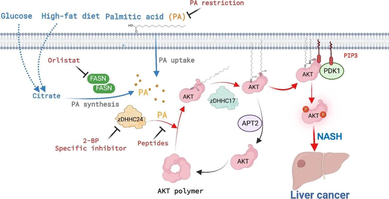 Cell Metab/Gut/Nat Commun等顶刊5连发！一文速get2024国人发的高分肿瘤领域棕榈酰化佳作-公司新闻-上海中科新生命 ...