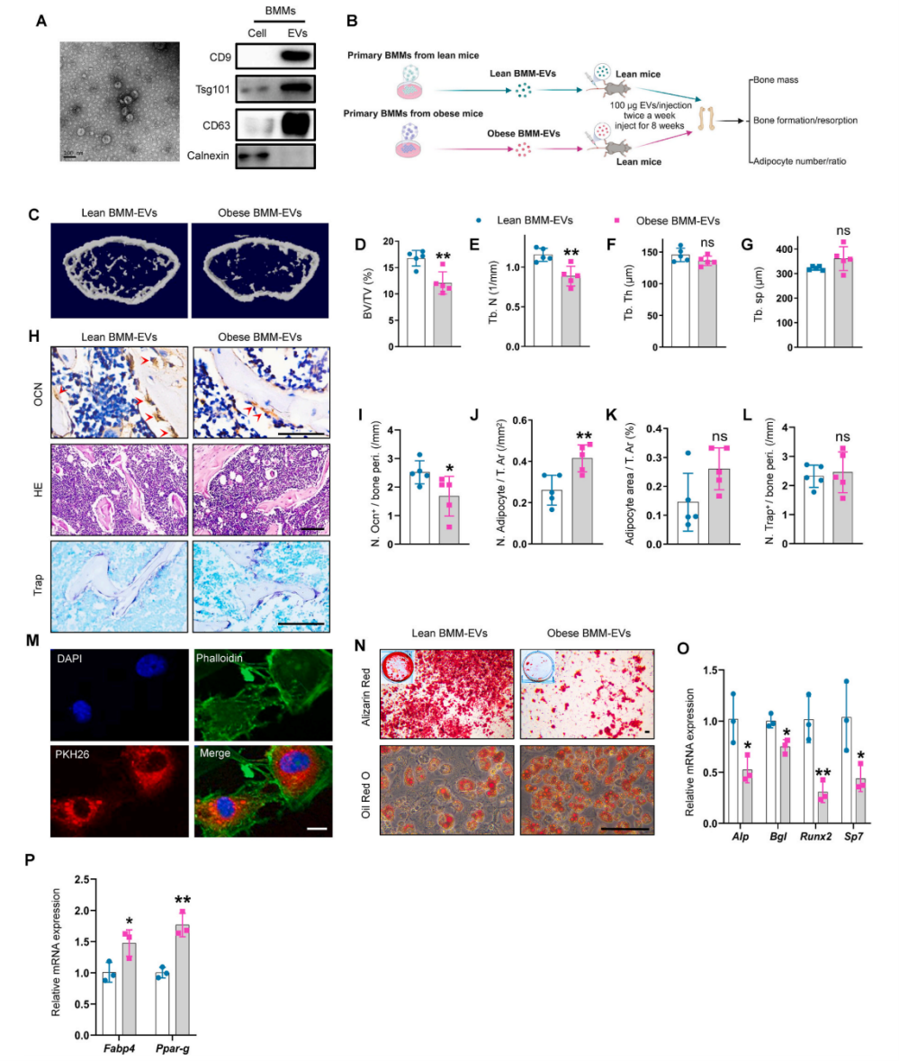 IF=18丨巨噬细胞来源胞外囊泡可决定骨干/祖细胞命运_公司新闻_汉恒生物科技（上海）有限公司