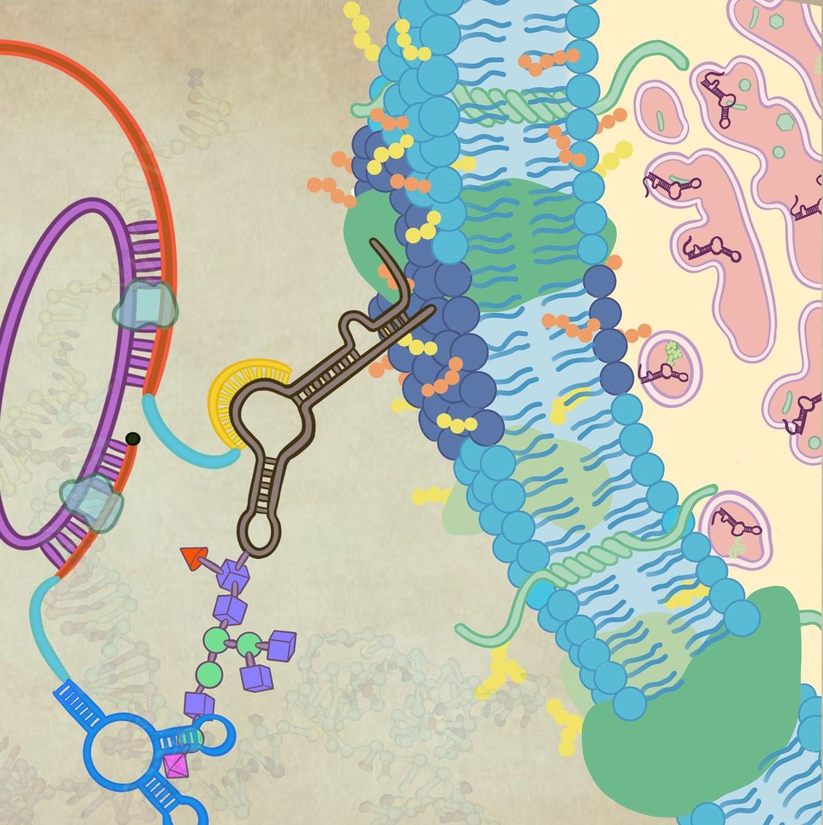 GlycoRNA-seq：糖基化RNA测序，挖掘多类型、特殊修饰非编码小RNA价格-丁香通
