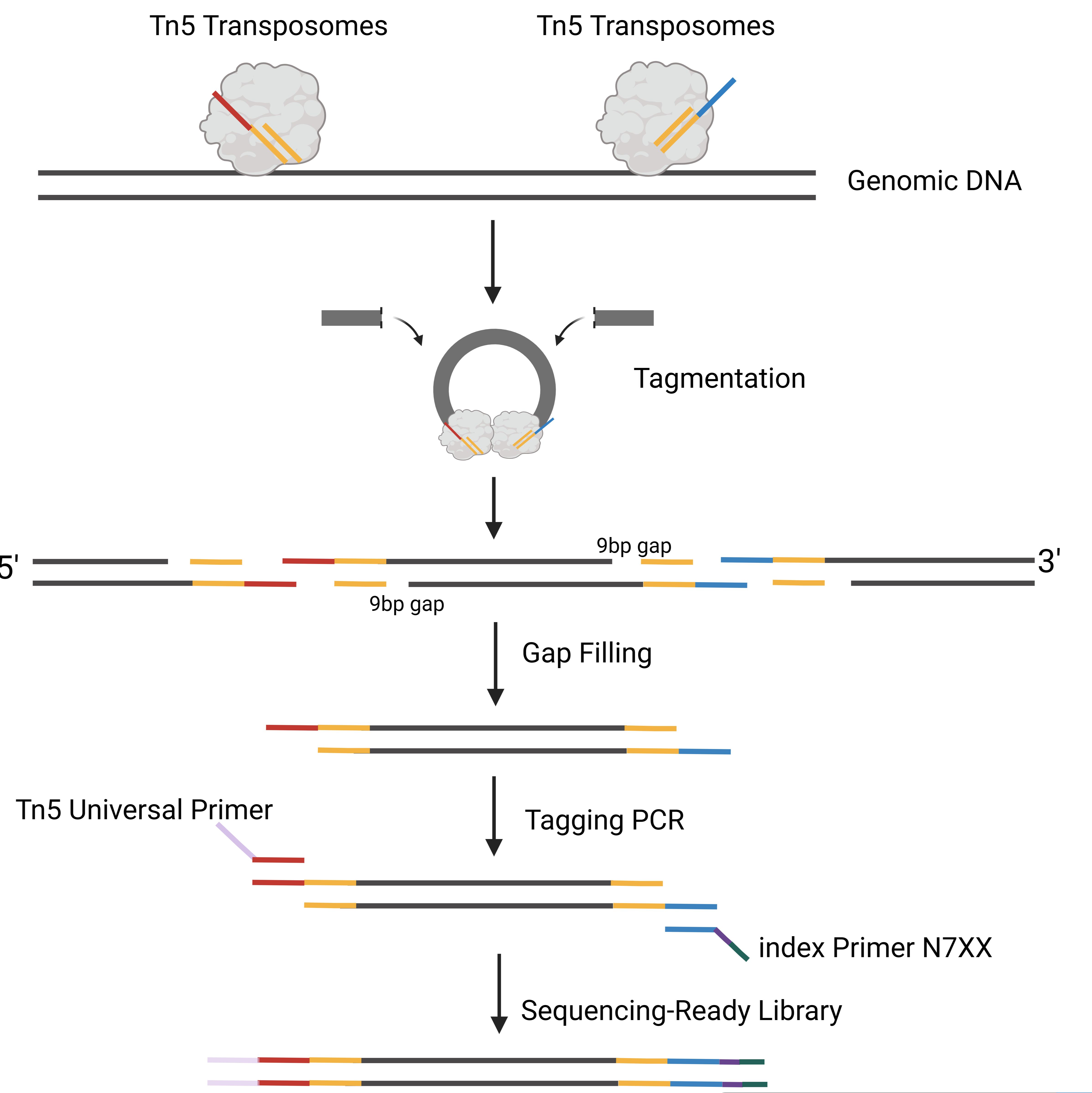 Tn5 转座酶价格_品牌:舒桐科技-丁香通官网