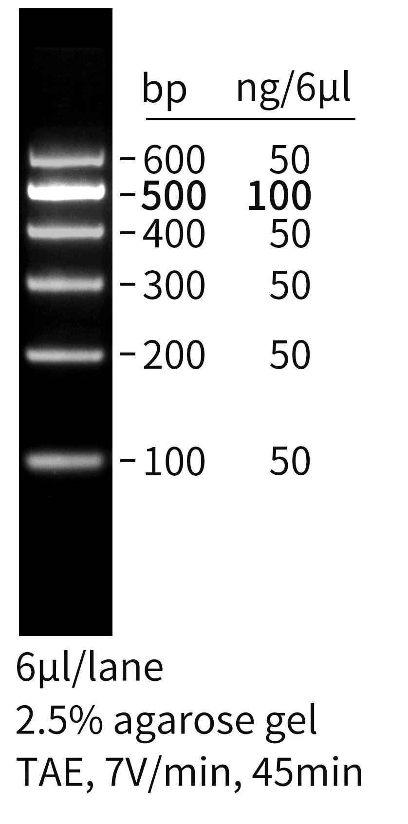 文末有福利！低分子量DNA ladder已上线！-公司新闻-上海碧云天生物技术股份有限公司