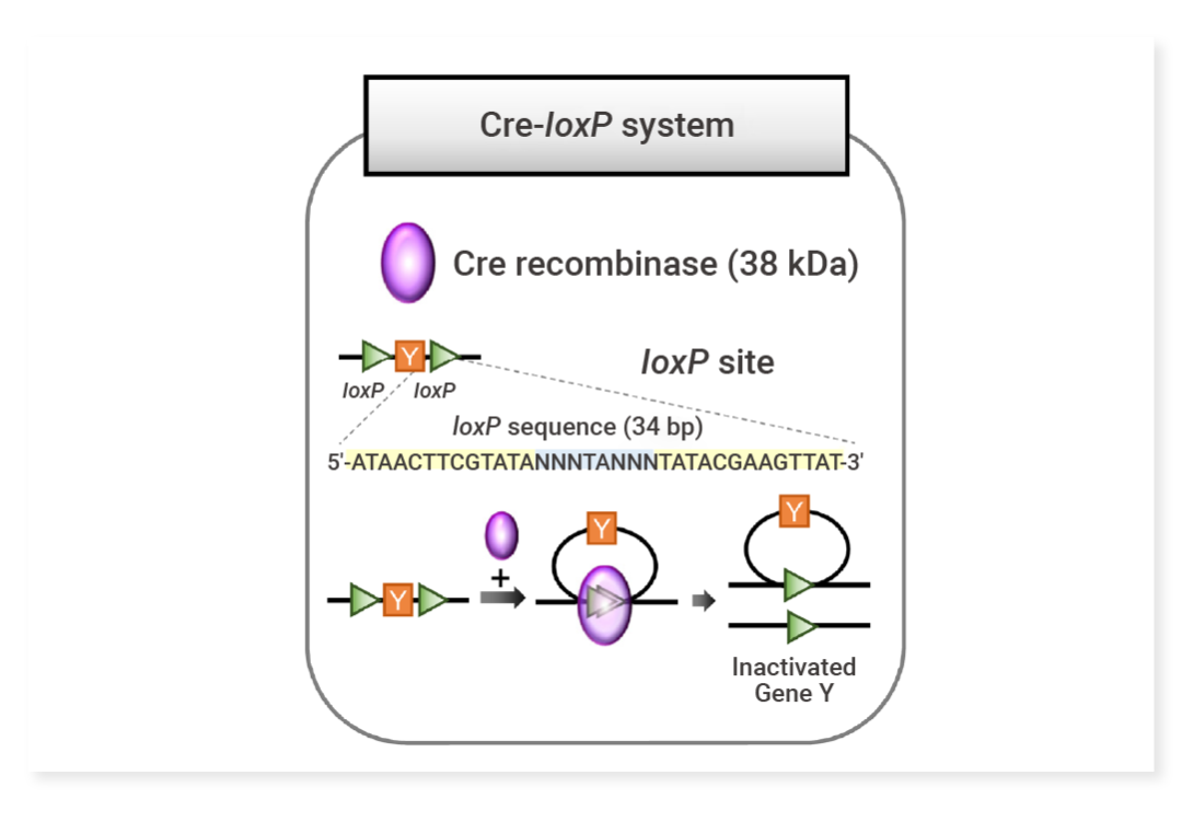 干货分享 | 条件性基因敲除动物模型：你必须了解的 "Cre-LoxP 系统" | MedChemExpress (MCE)-公司新闻 ...
