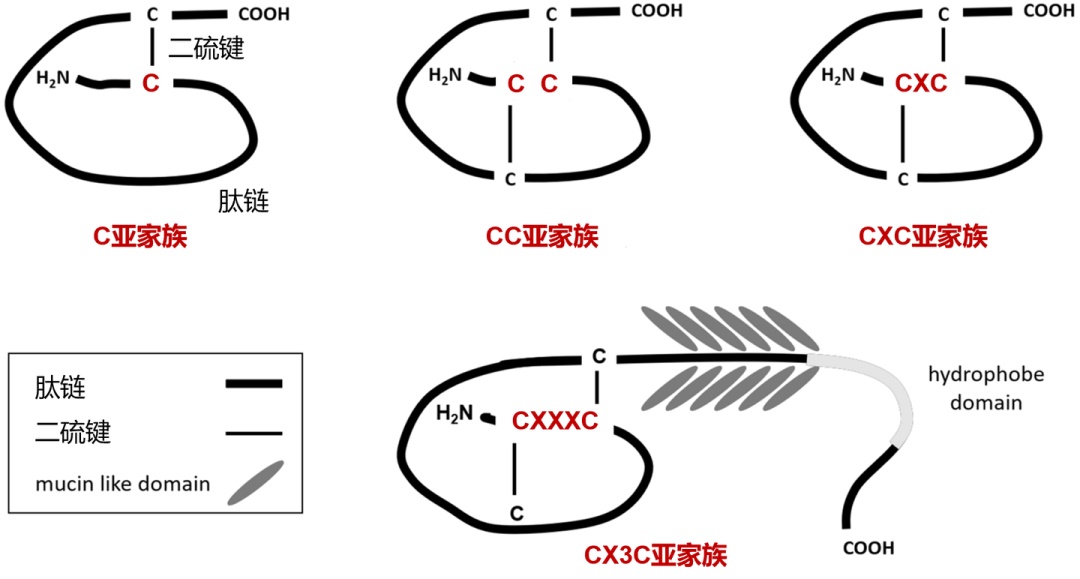 探索CCR4：从自身免疫疾病到癌症的靶向治疗 - 企业动态 - 丁香通