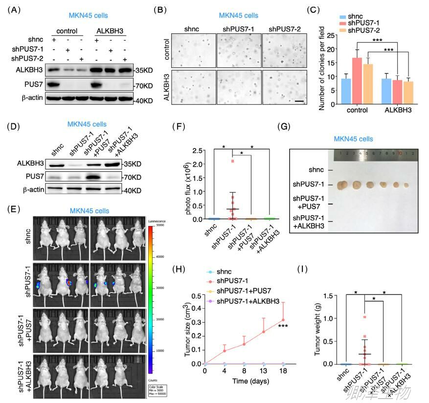 Clin Transl Med. | Polysome技术助力揭示胃癌治疗新靶点_公司新闻_丁香通