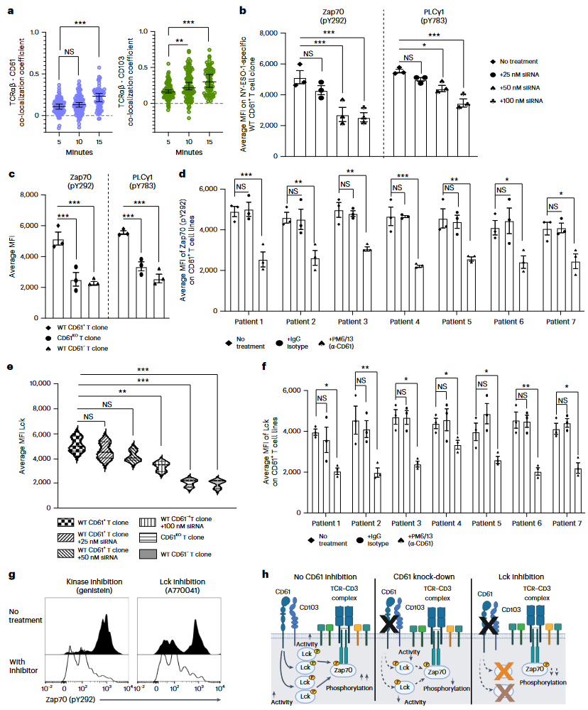 CD61与CD103配对能够促进TCR信号抑制耗竭从而增强CD8+ T细胞抗肿瘤免疫-公司新闻-北京默赛尔生物科技有限责任公司