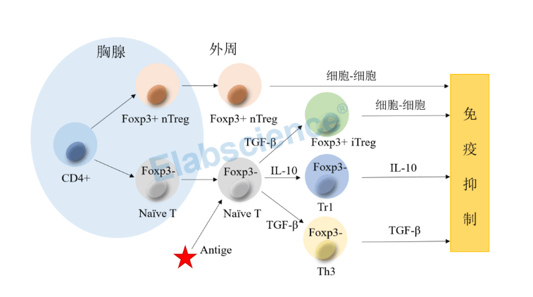 免疫细胞 | Treg细胞功能、鉴定方法及意义，文中有检测实例！-公司新闻-武汉伊莱瑞特生物科技股份有限公司