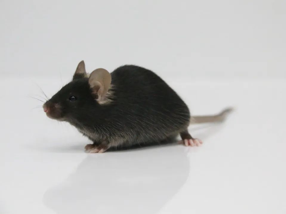 C57小鼠常见疾病及管理处置（上） - 企业动态 - 丁香通