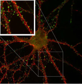 NeuroMab抗PSD-95抗体（K28/43）正在促销 - 抗体 - 丁香通
