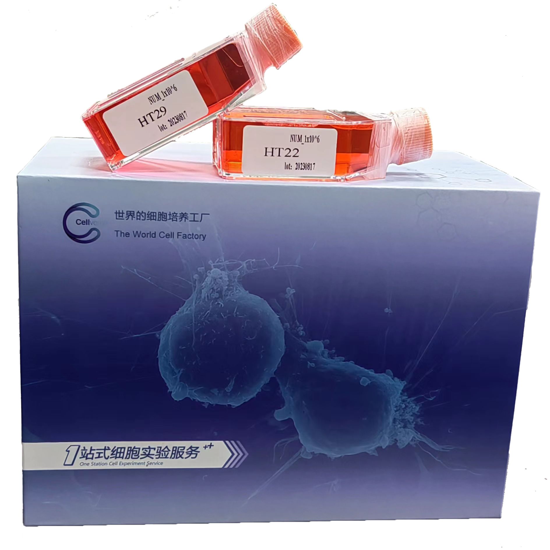 SF21、SF21细胞、SF-21细胞、SF-21、昆虫卵巢细胞/种属鉴定/镜像绮点（Cellverse）价格_品牌:iCell（赛百慷）-丁香通