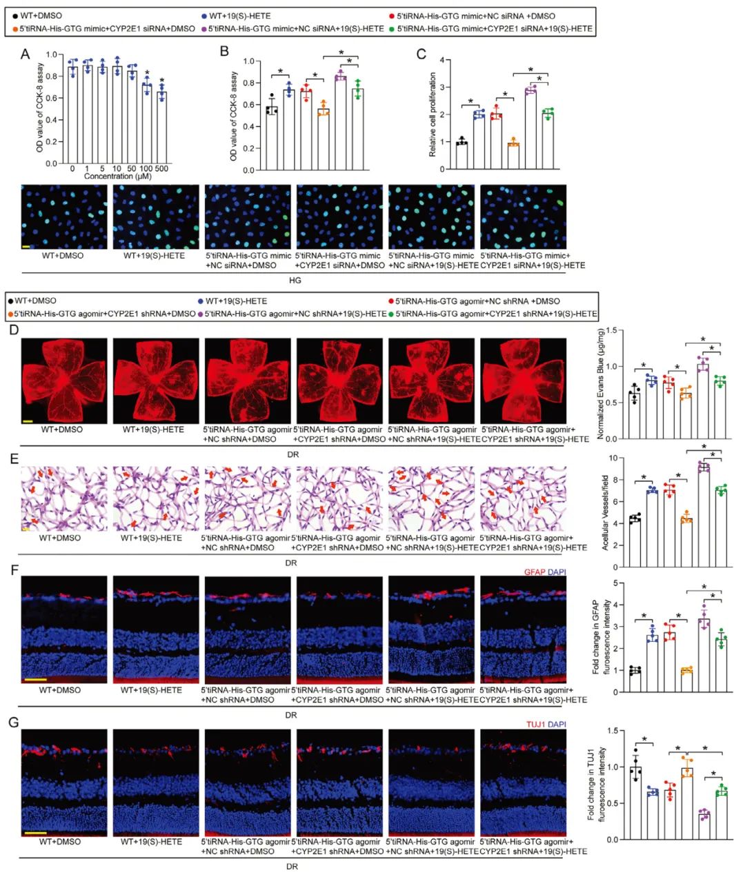 Adv Sci（IF14.3）丨靶向tRNA来源的非编码RNA可减轻糖尿病引起的视力障碍 - 企业动态 - 丁香通