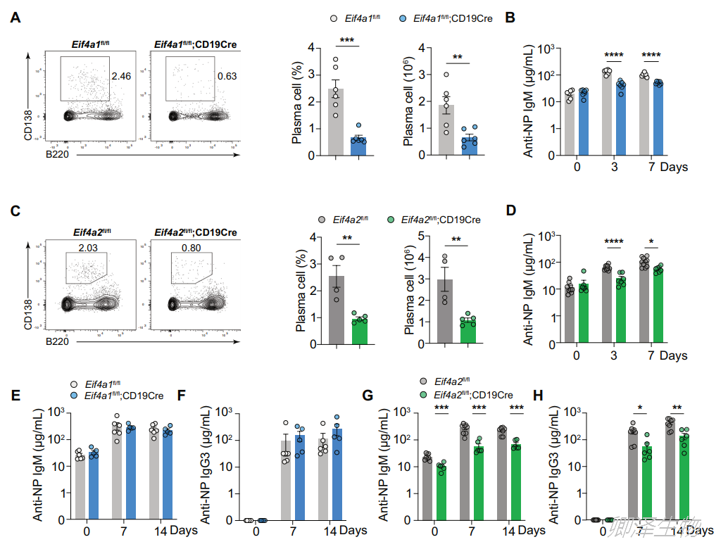 Cell Mol Immunol. | Polysome技术助力揭示eIF4A异构体的作用新机制-公司新闻-广州卿泽生物科技有限公司