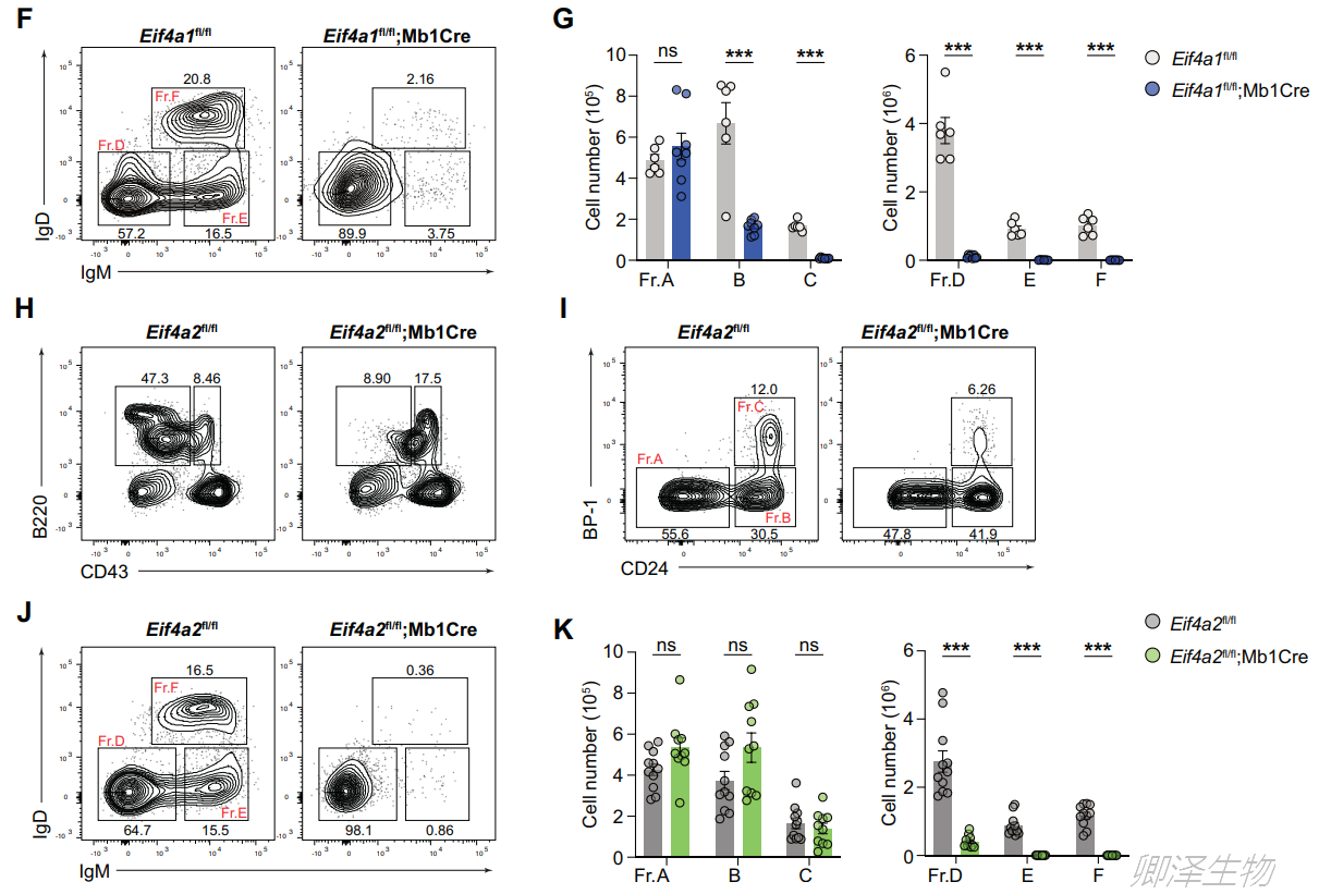 Cell Mol Immunol. | Polysome技术助力揭示eIF4A异构体的作用新机制-公司新闻-广州卿泽生物科技有限公司