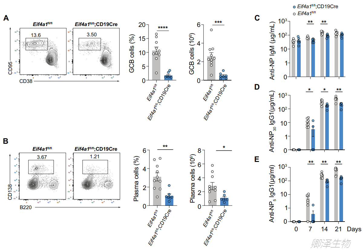 Cell Mol Immunol. | Polysome技术助力揭示eIF4A异构体的作用新机制-公司新闻-广州卿泽生物科技有限公司