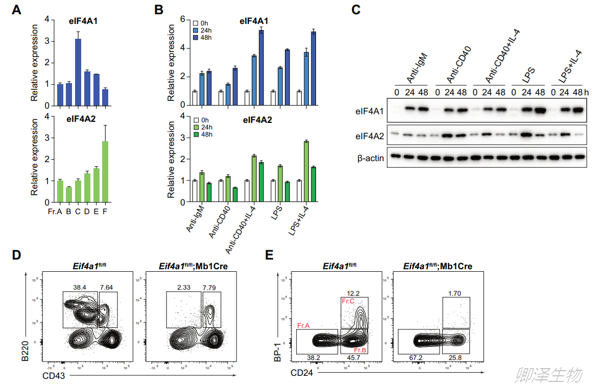 Cell Mol Immunol. | Polysome技术助力揭示eIF4A异构体的作用新机制-公司新闻-广州卿泽生物科技有限公司