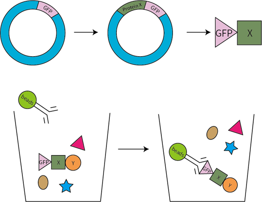 蛋白互作研究利器：IP-MS和Co-IP技术全解析 - 企业动态 - 丁香通