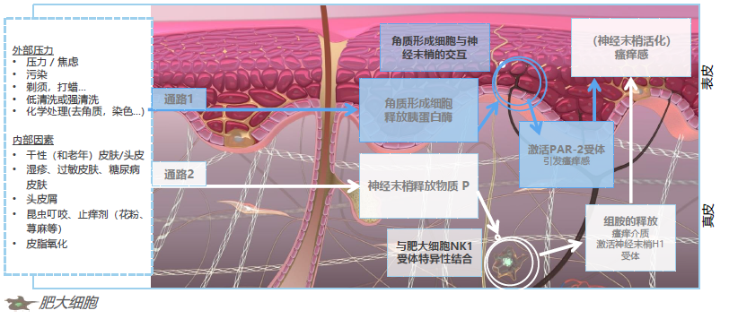 PAR2：皮肤炎症和瘙痒感知中的关键受体-公司新闻-上海格宁生物科技有限公司