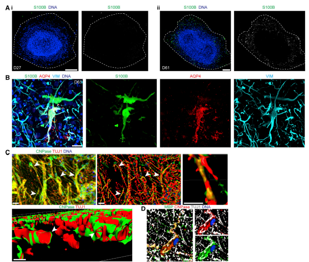 【赛默飞干细胞“飞”凡解读】之iPSC与类器官篇-公司新闻-Gibco PeproTech细胞因子（英潍捷基（上海）贸易有限公司）