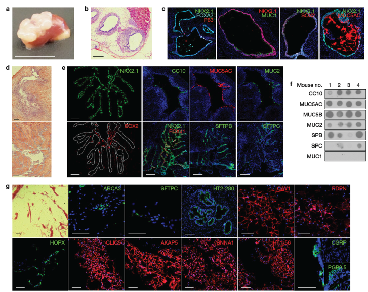 【赛默飞干细胞“飞”凡解读】之iPSC与类器官篇-公司新闻-Gibco PeproTech细胞因子（英潍捷基（上海）贸易有限公司）