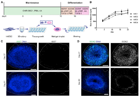 【赛默飞干细胞“飞”凡解读】之iPSC与类器官篇-公司新闻-Gibco PeproTech细胞因子（英潍捷基（上海）贸易有限公司）