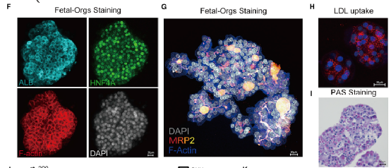 【赛默飞干细胞“飞”凡解读】之iPSC与类器官篇-公司新闻-Gibco PeproTech细胞因子（英潍捷基（上海）贸易有限公司）