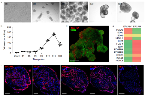 【赛默飞干细胞“飞”凡解读】之iPSC与类器官篇-公司新闻-Gibco PeproTech细胞因子（英潍捷基（上海）贸易有限公司）