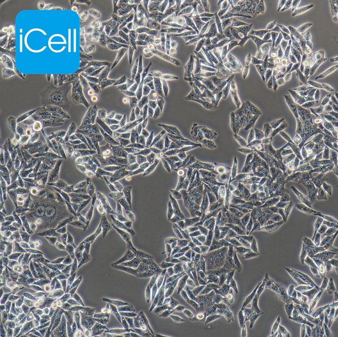 GES-1 人胃黏膜上皮细胞/ges-1细胞/ges1/ges1细胞/NCI-H2228 人肺癌细胞价格_品牌:iCell（赛百慷）-丁香通