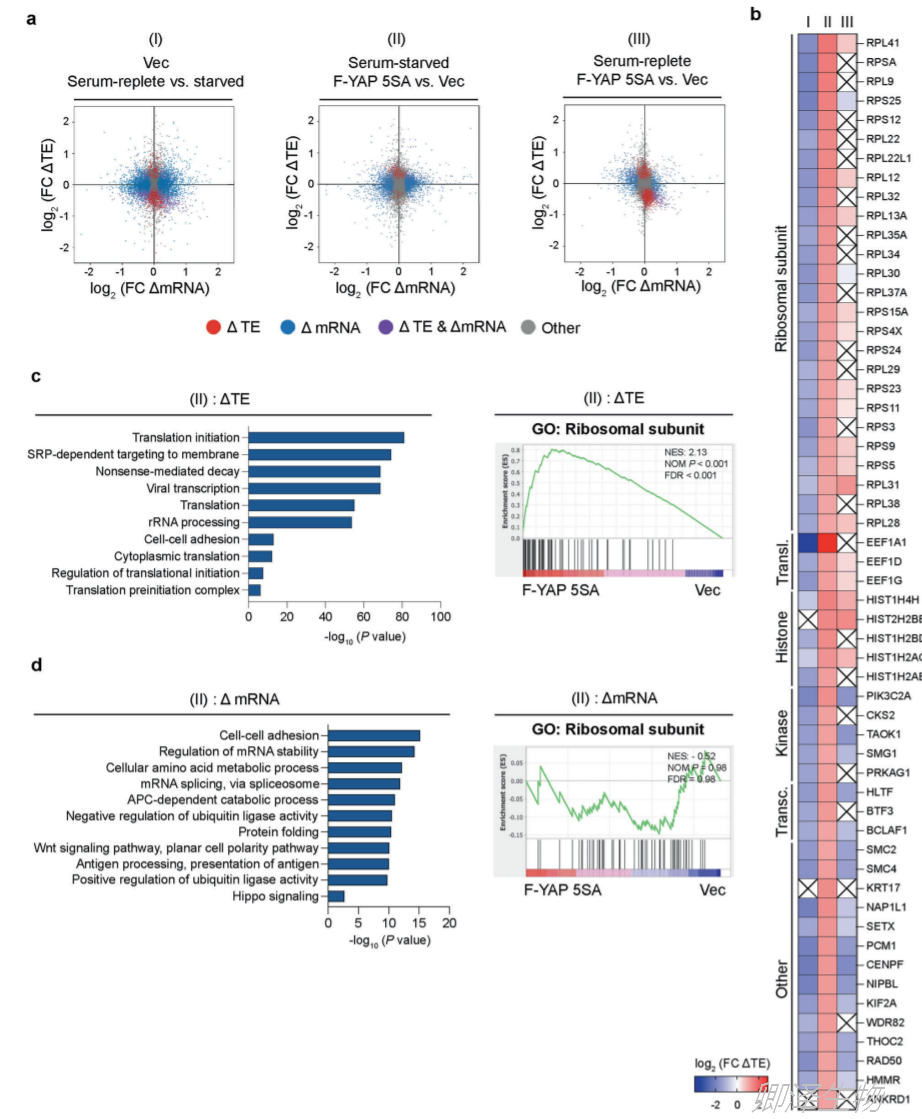 Exp Mol Med. | 翻译组学技术助力揭示YAP/ TAZ驱动的癌症靶向机制-公司新闻-广州卿泽生物科技有限公司