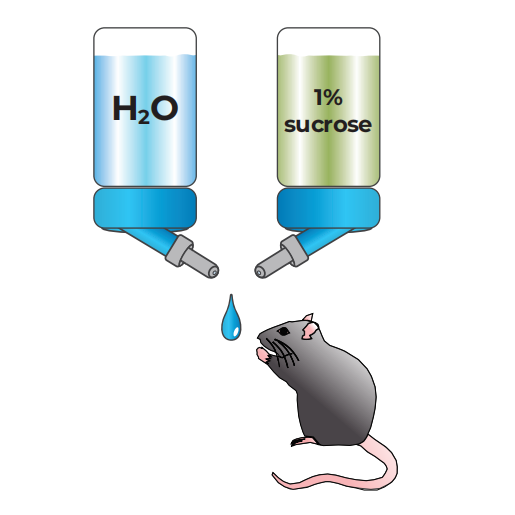 动物行为学 | 糖水偏好实验（Sucrose Preference Test，SPT）-公司新闻-武汉贝赛模式生物科技有限公司