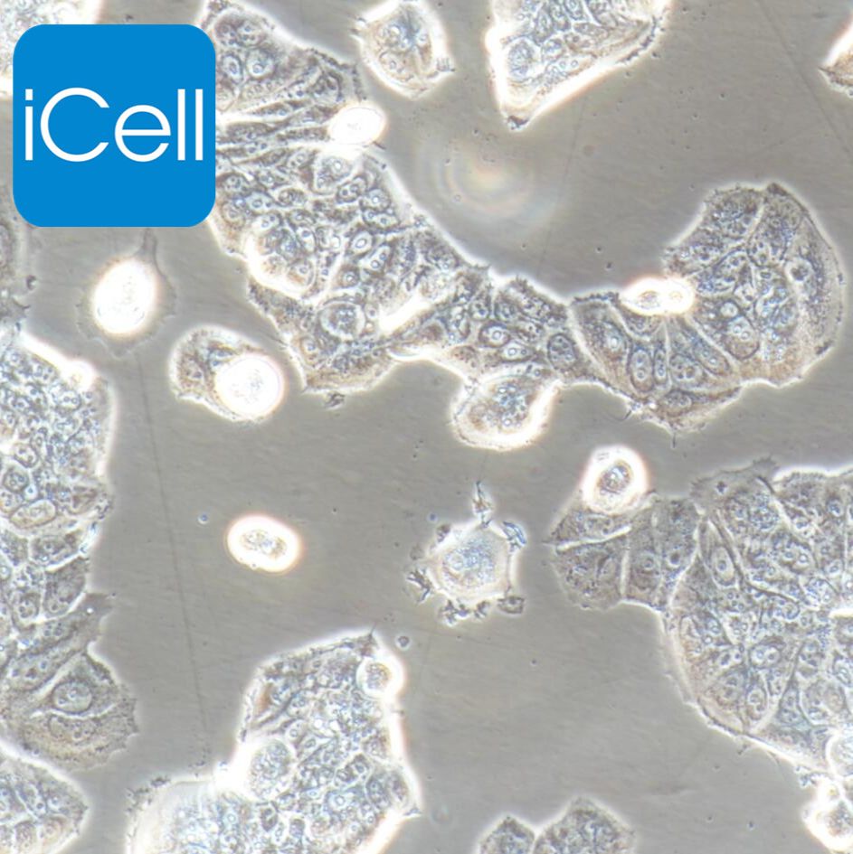 MCF-7人乳腺癌细胞 | MCF-7 | MCF-7细胞 | MCF7 | MCF7细胞 | STR鉴定 | 镜像绮点（Cellverse）价格_品牌:iCell（赛百慷）-丁香通
