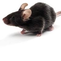 维通利华 C57BL/6J Nifdc小鼠 SPF级价格_品牌:维通利华（Vital River）-丁香通