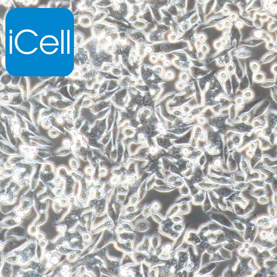 SW620、SW620细胞、SW-620细胞、SW-620、人结直肠腺癌细胞/STR鉴定/镜像绮点（Cellverse）价格_品牌:iCell（赛百慷）-丁香通