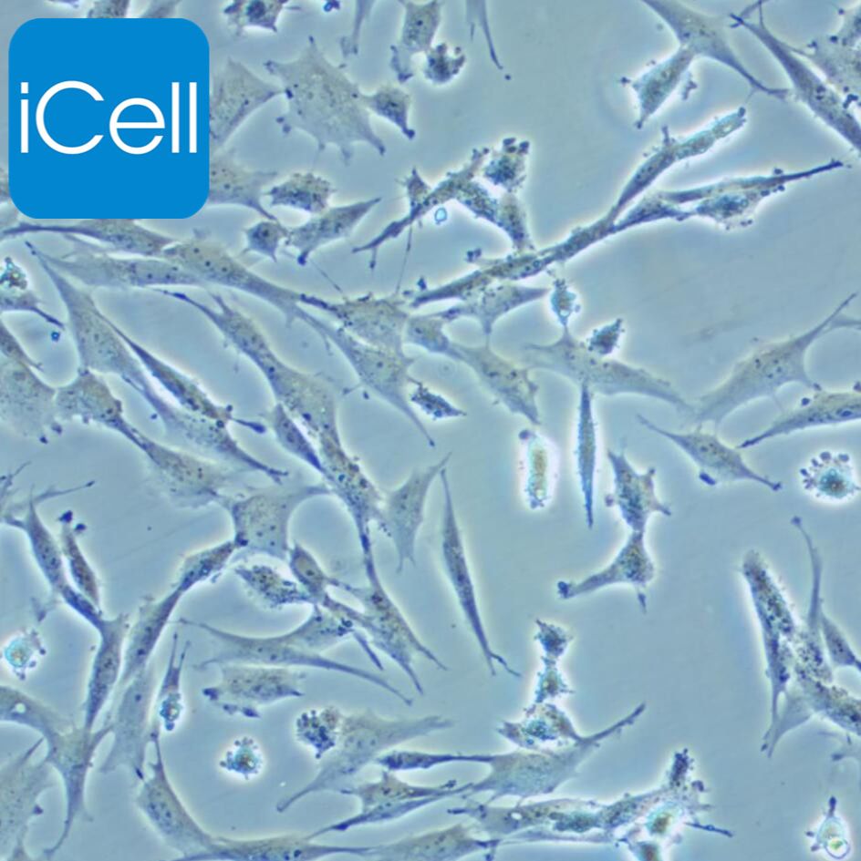 UMNSAH/DF-1、DF-1细胞、DF1细胞、DF1、鸡胚胎成纤维细胞/镜像绮点（Cellverse）价格_品牌:iCell（赛百慷）-丁香通