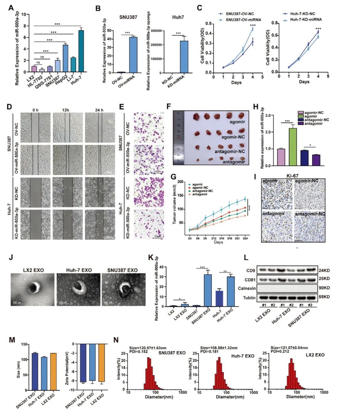 Adv Sci（IF14.3）丨癌细胞来源的外泌体miR-500a-3p调节肝星状细胞活化和免疫抑制微环境-公司新闻-广州市锐博生物科技有限公司