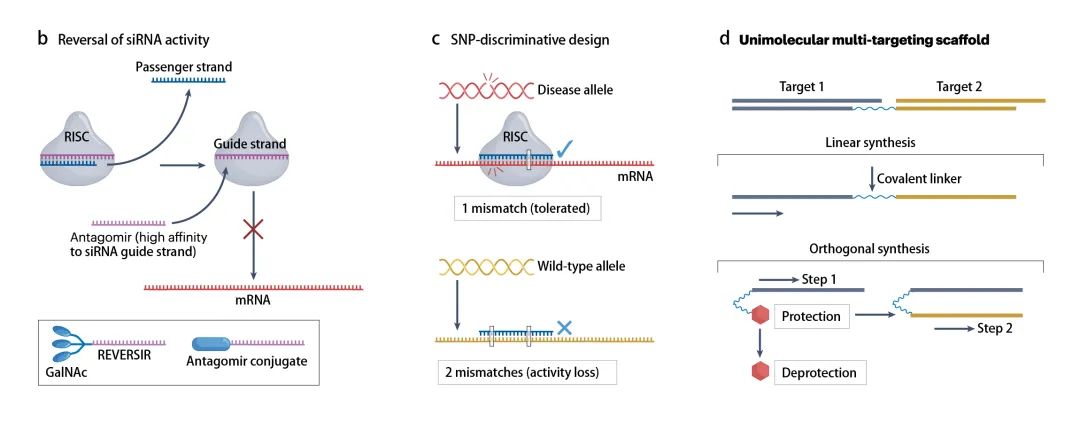 siRNA药物化学设计：从发现到临床应用_广州市锐博生物科技有限公司_公司新闻