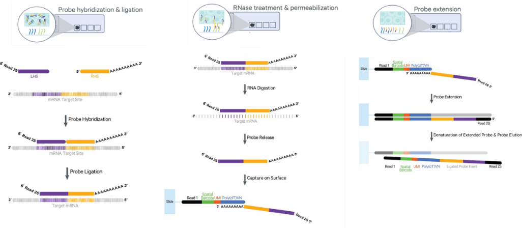 10x Visium FFPE 空间转录组测序价格-丁香通