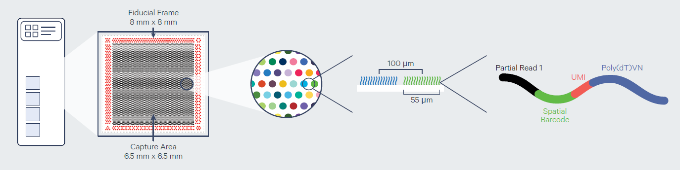 10x Visium FFPE 空间转录组测序价格-丁香通