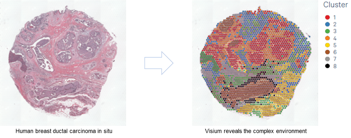 10x Visium FFPE 空间转录组测序价格-丁香通