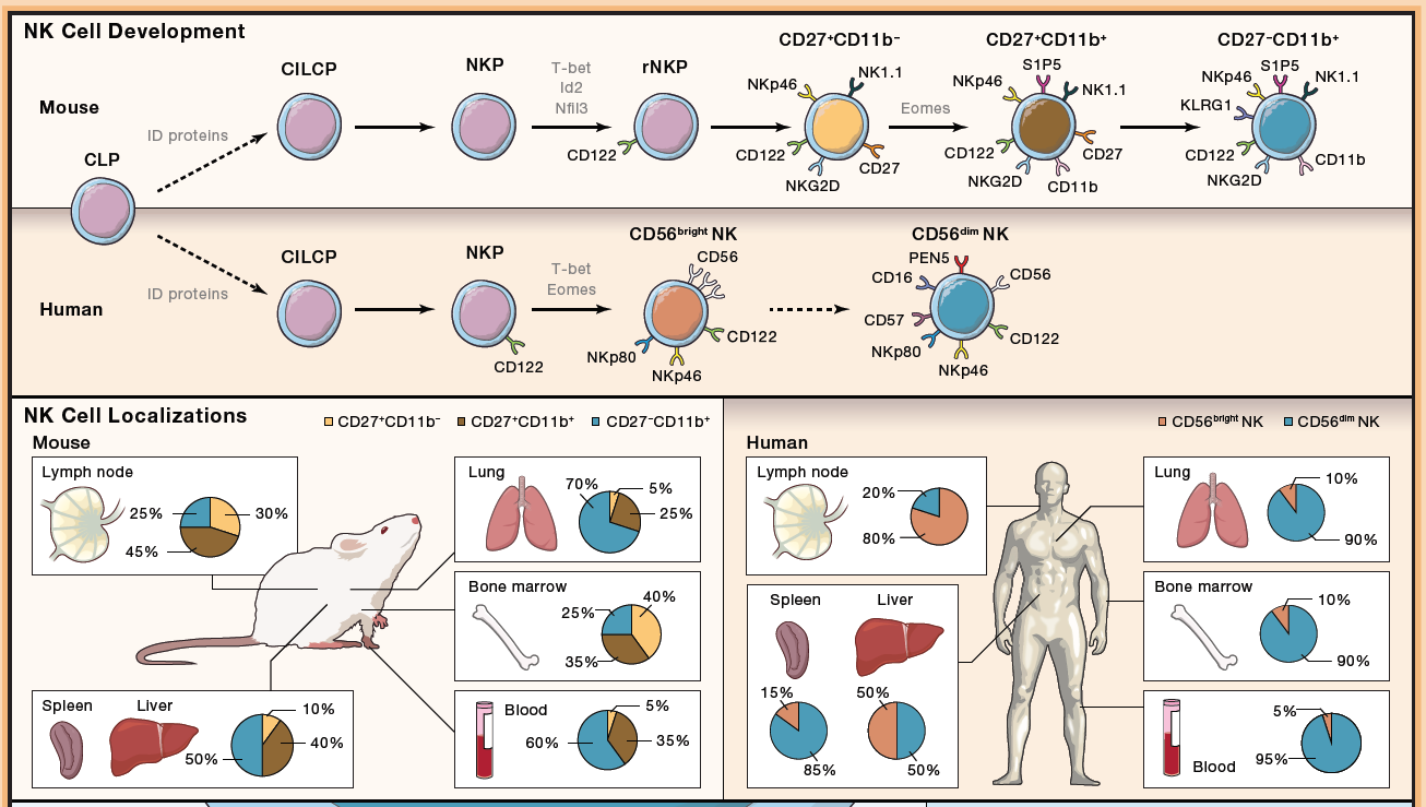NK细胞培养攻略-技术资料-上海优宁维生物科技股份有限公司