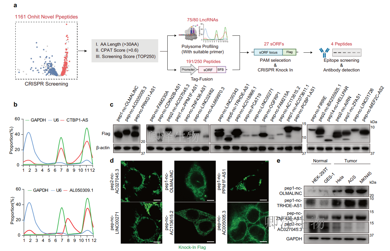 Cell Res. Polysome profiling技术助力揭示系统测绘注释人类胃癌微肽图谱-公司新闻-广州卿泽生物科技有限公司