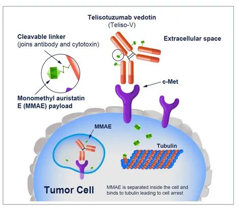 Telisotuzumab vedotin/ABBV-399 1714088-51-3 靶向 c-Met 的抗体-药物偶联物 (ADC)价格 ...