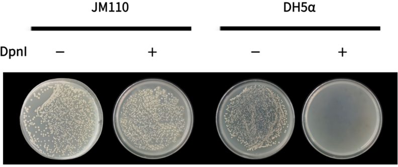 实验丨环形载体残留？DpnI内切酶一招破敌_公司新闻_南京巨匠生物科技有限公司