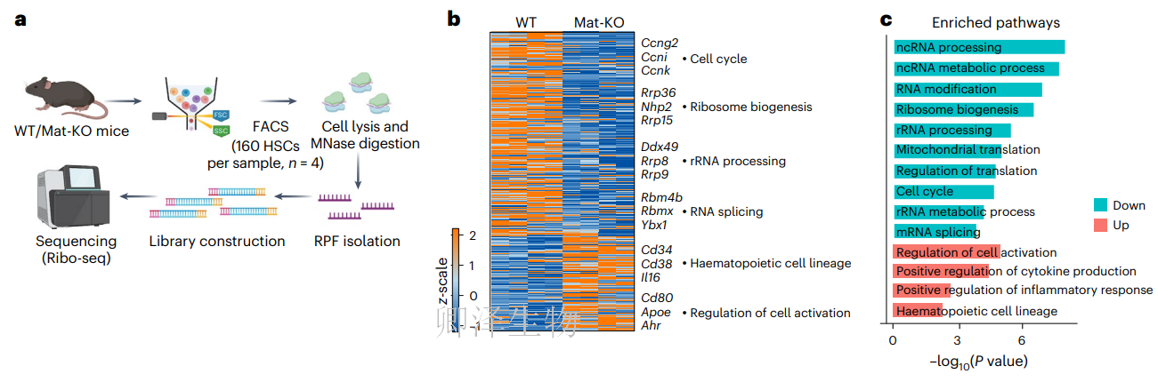 Nat Cell Biol. | 翻译组技术助力揭示SNORD113–114基因簇在维持造血干细胞（HSC）自我更新中的作用-公司新闻-广州卿泽生物科技有限公司