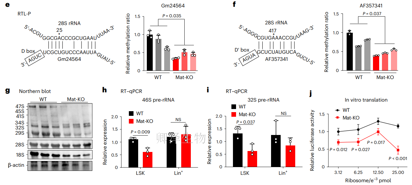 Nat Cell Biol. | 翻译组技术助力揭示SNORD113–114基因簇在维持造血干细胞（HSC）自我更新中的作用-公司新闻-广州卿 ...