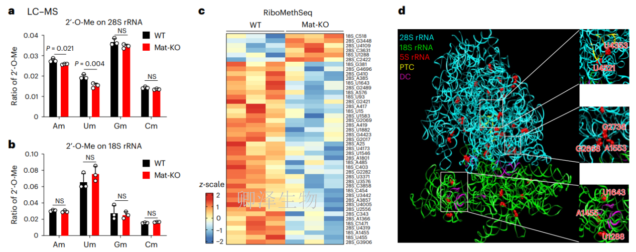 Nat Cell Biol. | 翻译组技术助力揭示SNORD113–114基因簇在维持造血干细胞（HSC）自我更新中的作用-公司新闻-广州卿 ...