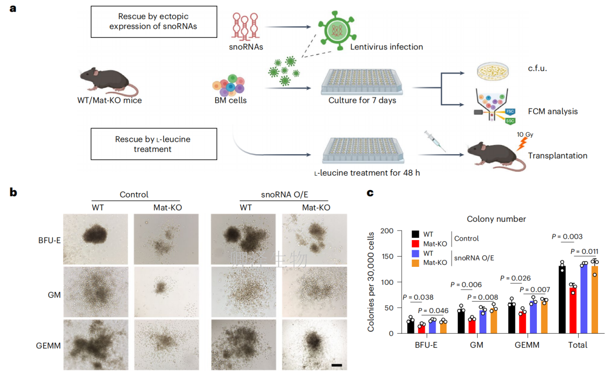 Nat Cell Biol. | 翻译组技术助力揭示SNORD113–114基因簇在维持造血干细胞（HSC）自我更新中的作用-公司新闻-广州卿 ...